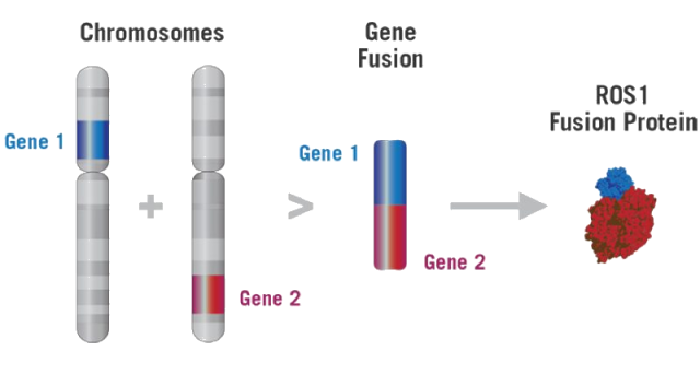 Wat is ROS1 - Stichting Merels Wereld
